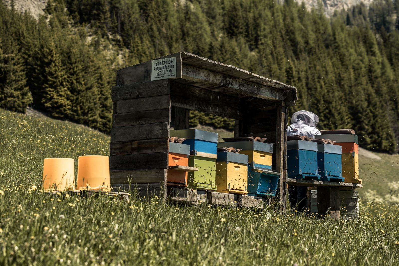 Dolomites Farm, our bio farm in Alta Badia